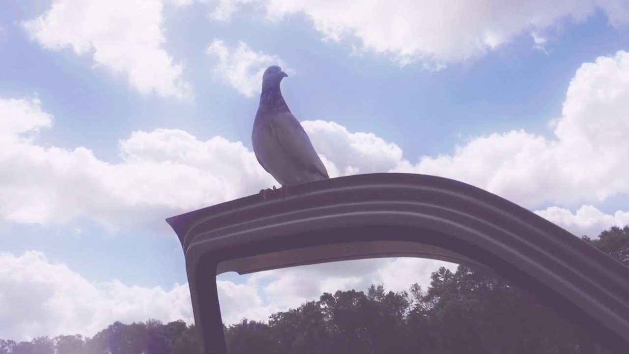 HELLO Pigeon Piaget & BirdDog1227 - YouTube
