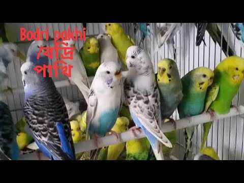 Beautiful Bodri pakhi 🐦//বদ্রি পাখি 🐦//Hungry birds twittring 🐦 - YouTube