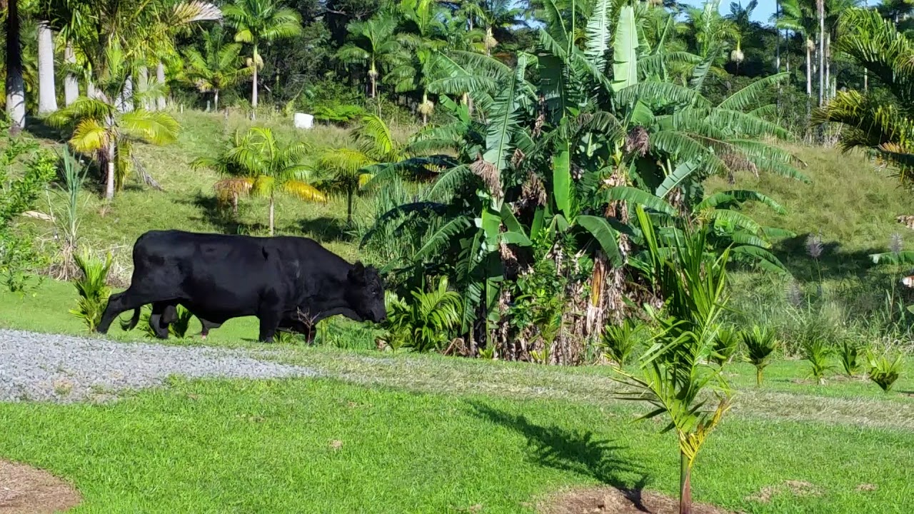 Bringing a lost Bull back home. - YouTube