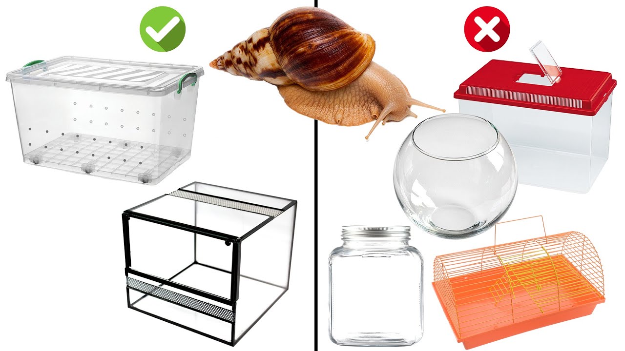 What is Needed for Achatina Snails? Giant African Land Snail Care - YouTube