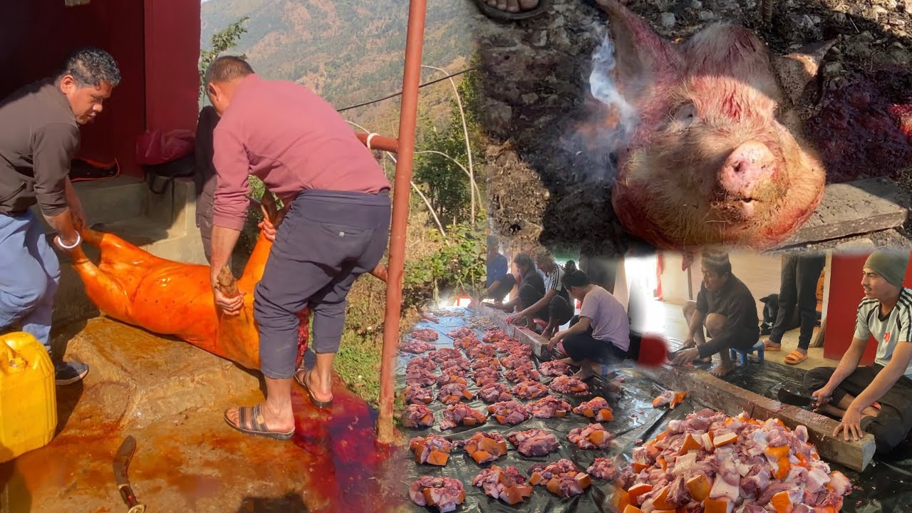 175.5 kg Pork Meat Dividing in Nepali Village || Cooking and Eating ...