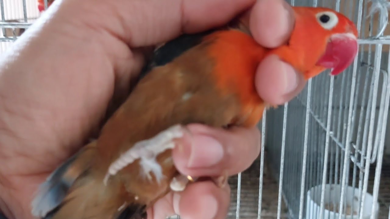 RED FACTOR ALBS - BUYING GUIDE - YouTube