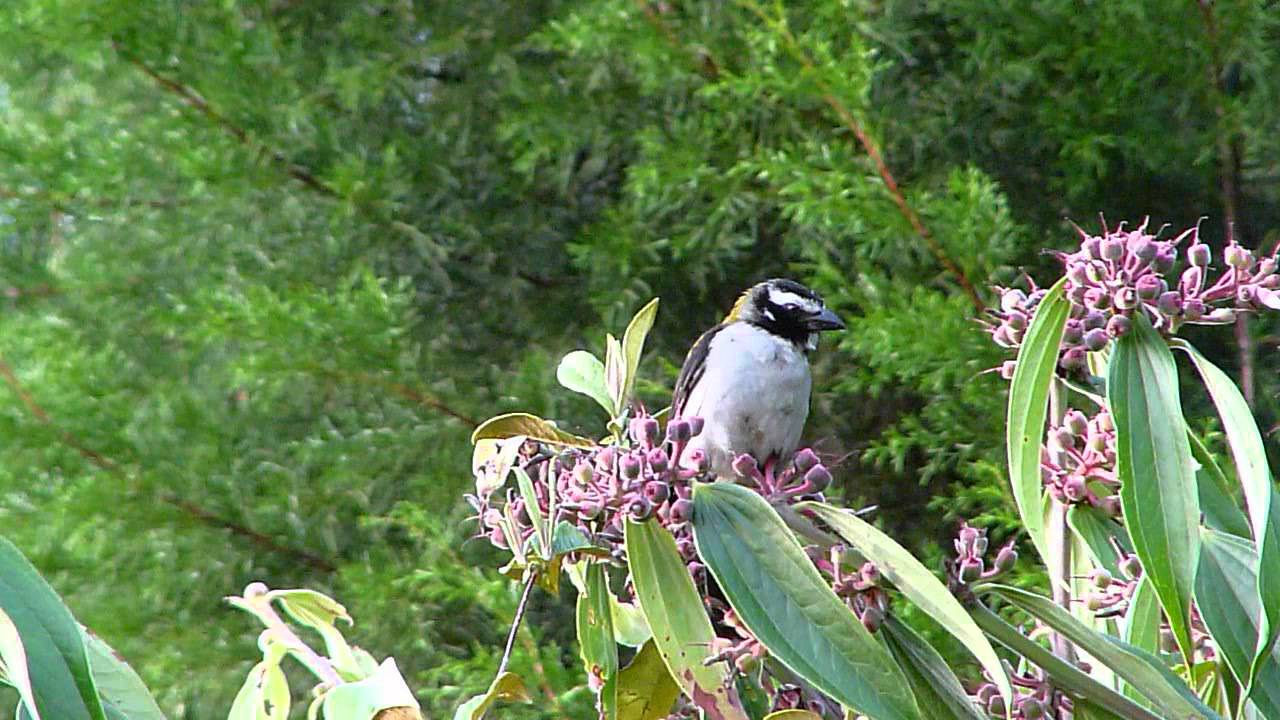 Saltator atripennis - YouTube