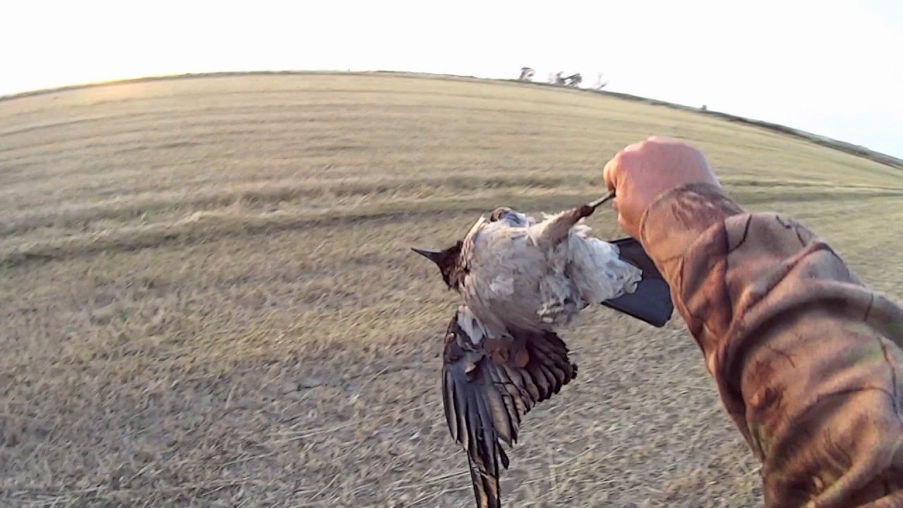 KARGA AVI 4 - CROW HUNTİNG 2017-4 CYPRUS - YouTube