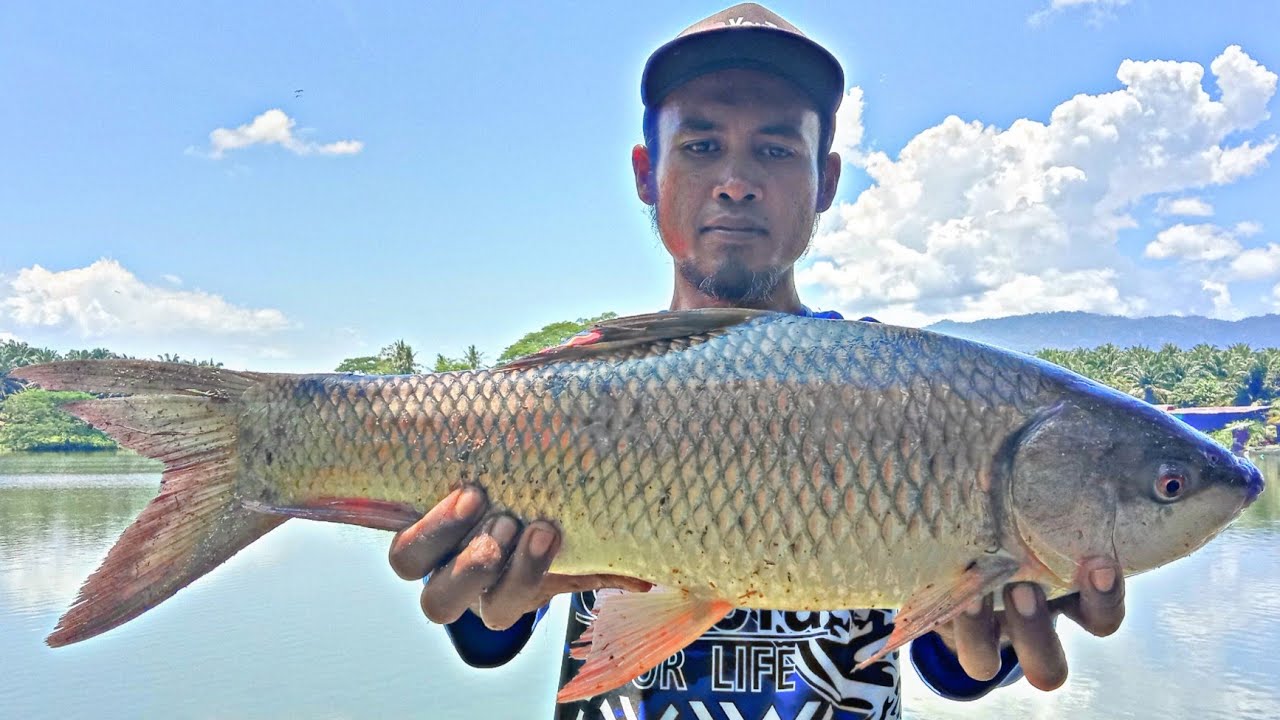 Ikan Rohu saiz mega Tumpas | Rohu Fish | Memancing Ikan Rohu | Umpan ...