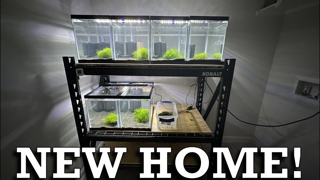Full Shrimp Rack Setup in our new home - YouTube