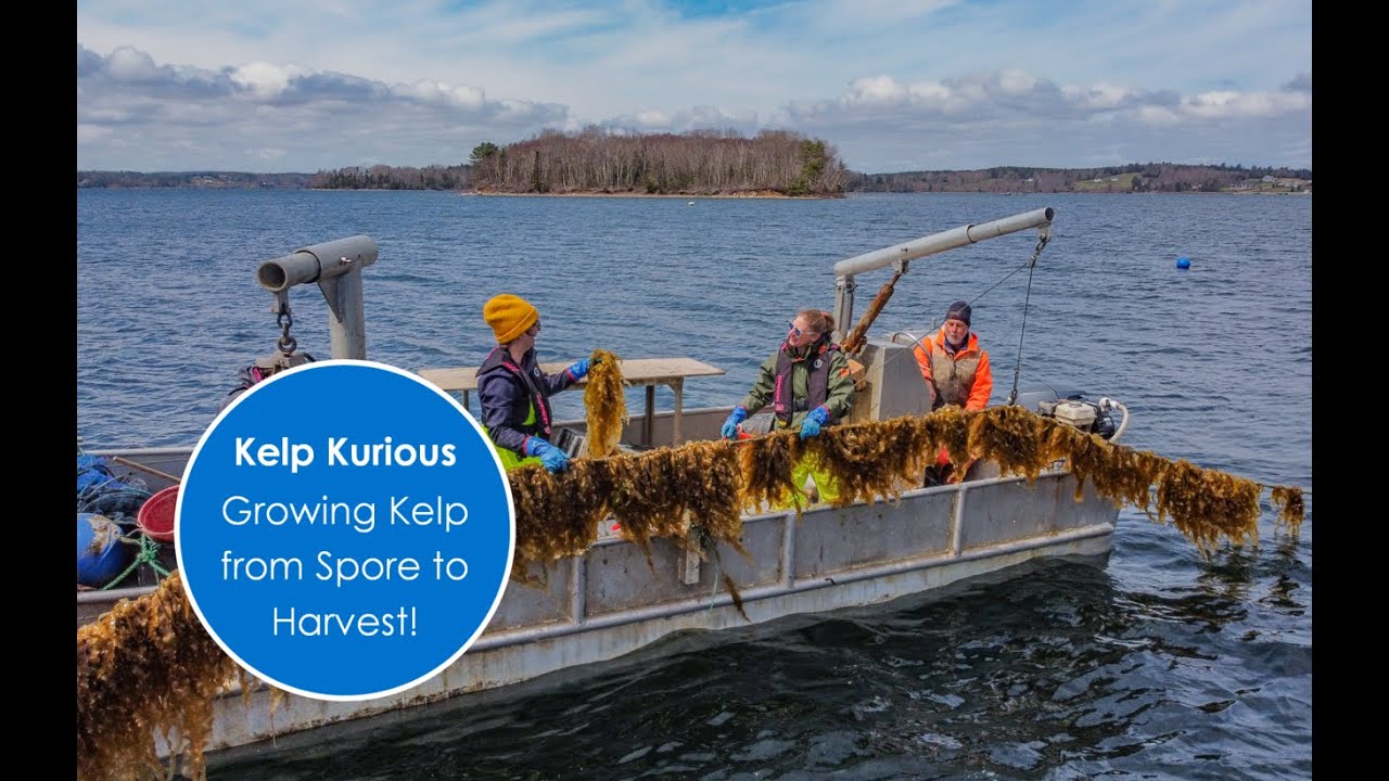 Kelp Kurious - Growing Kelp from Spore to Harvest! - YouTube