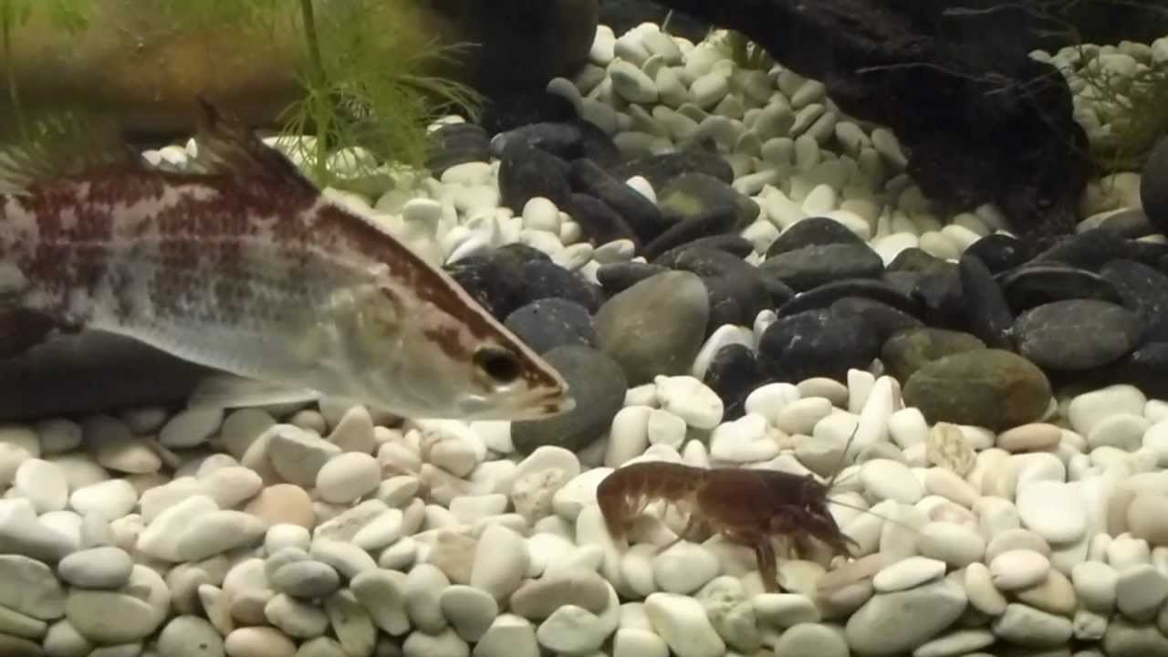 Pet Barra playing with a yabbie - YouTube