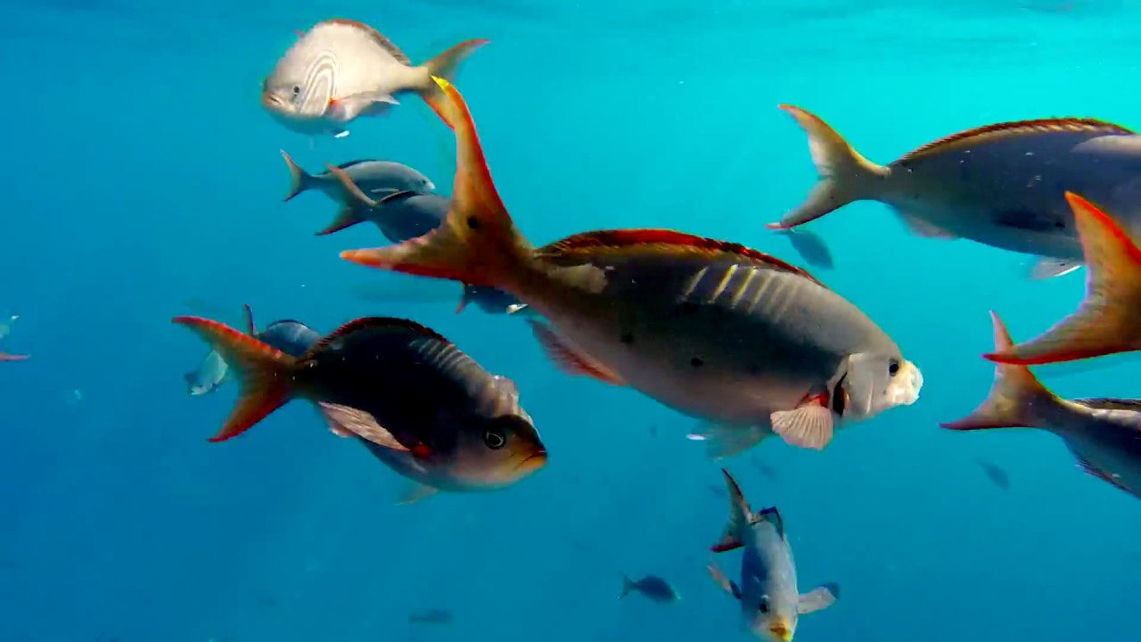 🍉Paranthias colonus (Pacific creole-fish)🍉 - YouTube