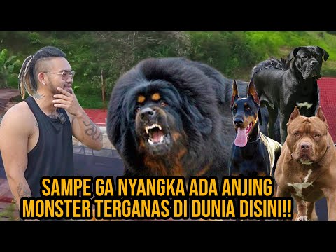 SAMPE GA NYANGKA ADA ANJING MONSTER TERGANAS DI DUNIA DISINI!! #AudreyA #KINGOFTHEJUNGLE
