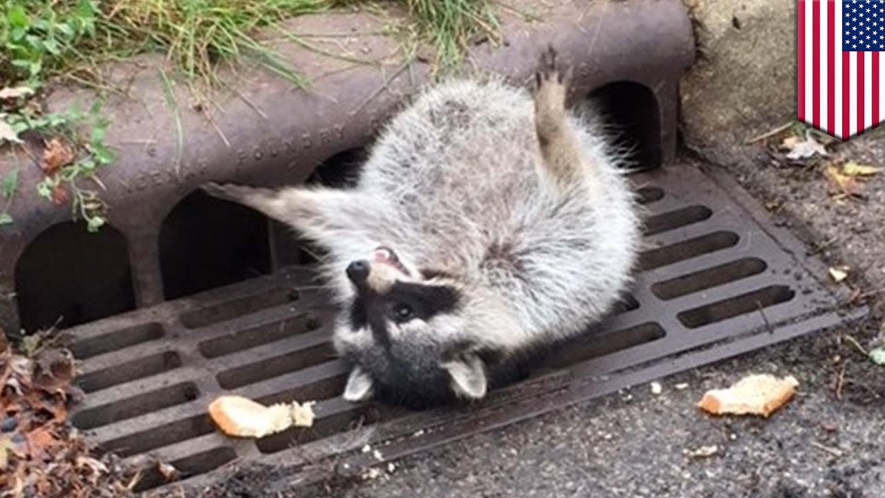 Mapache obeso atascado: Mapache queda atascado en una alcantarilla y es ...