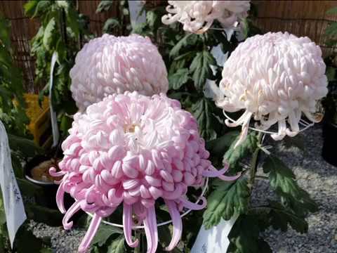 Classical ENKA music from the 70s, from Japan - YouTube