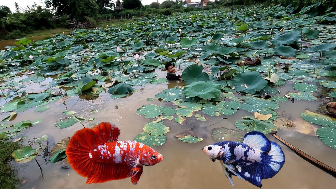 Wow! Lucky Boy Catch so Beautiful Giant Betta Fish, Panda Fish and ...