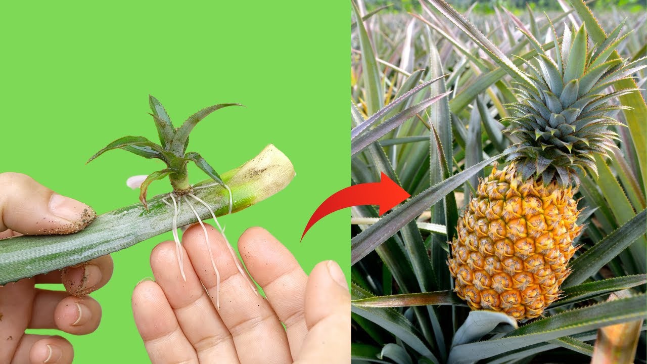 Unique technique of propagating pineapple by leaves for extremely ...