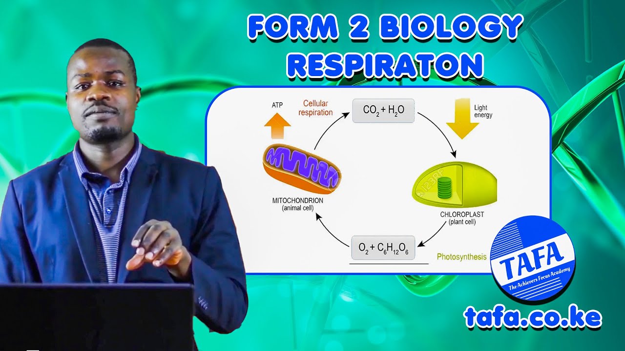 FORM 2 BIOLOGY - RESPIRATION - THE ACHIEVERS FOCUS ACADEMY (TAFA) - YouTube