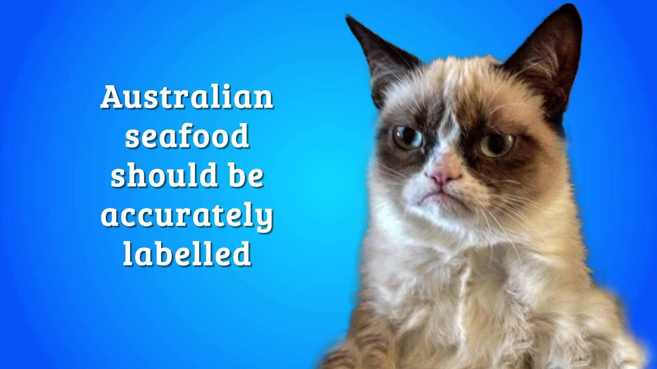 Grumpy Cat demands accurate seafood labelling in Australia - YouTube