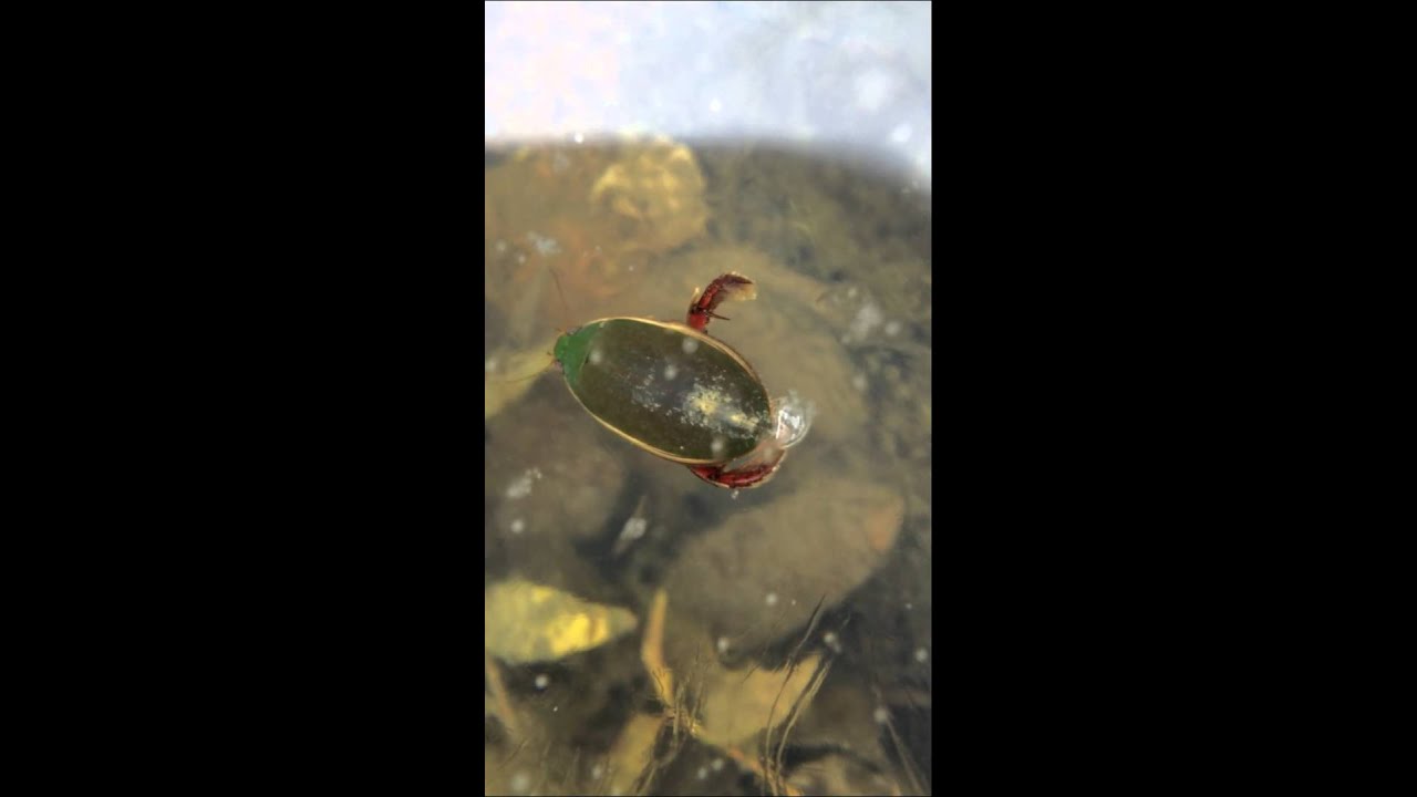 Great Diving Beetle underneath ice. - YouTube