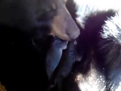 Bear Adorably Breastfeeds Cubs - 1083754-2