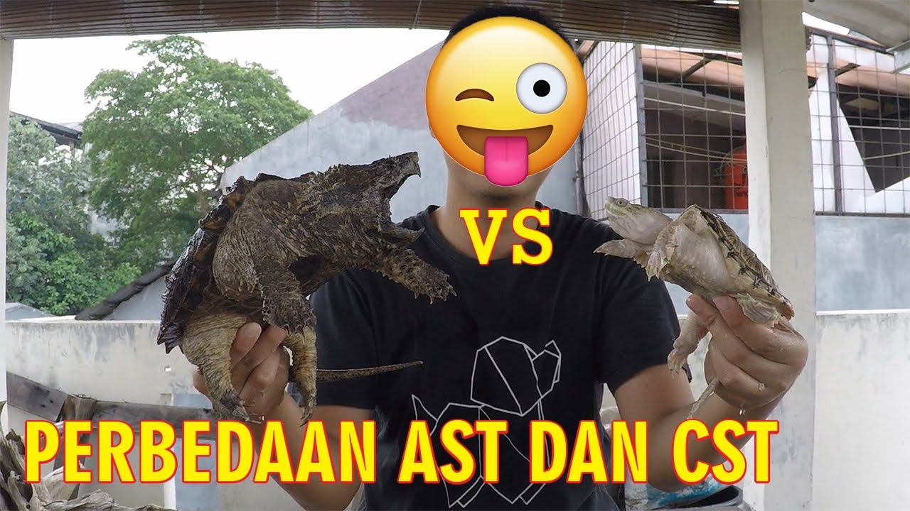 CARA MEMBEDAKAN AST (ALLIGATOR SNAPPING TURTLE) DENGAN CST (COMMON ...
