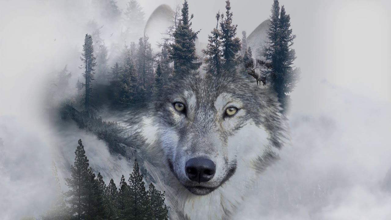 The Wolf - Graphic Design x Video x Sound Effects - YouTube