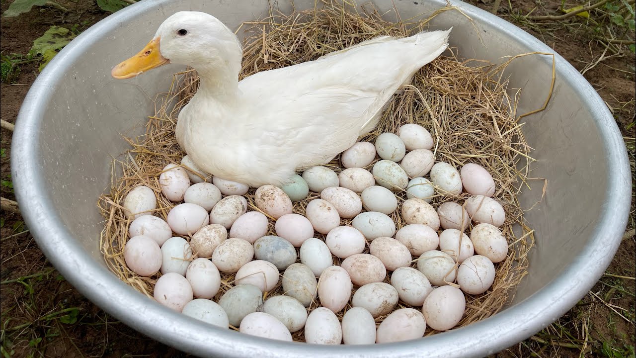 Amazing Pekin 33Duckling Hatching FromEggs, Cute Cute Yellow Duck Born ...