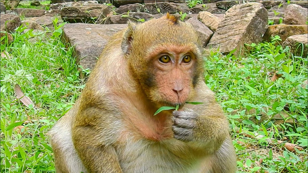 Healthy food for monkey!! Smart monkey Sweet Pea looks for unripe grass ...