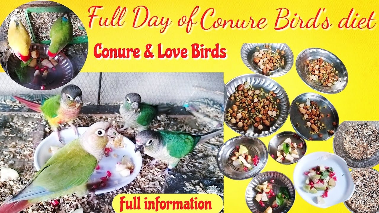 Conure Diet || Diet for Conure Bird's || Conure Food love birds food ...
