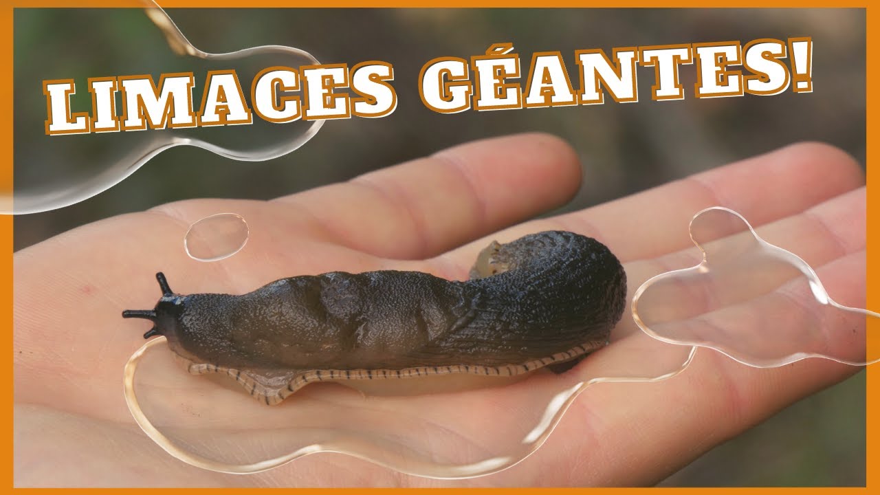 La limace géante du mont Bellevue - YouTube