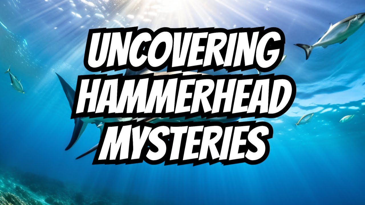 All About Hammerhead Sharks: Ocean's Odd-shaped Predators - YouTube