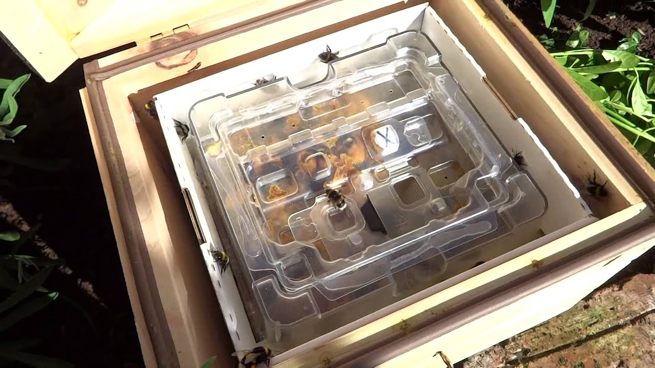 looking inside a bumble bee hive - YouTube