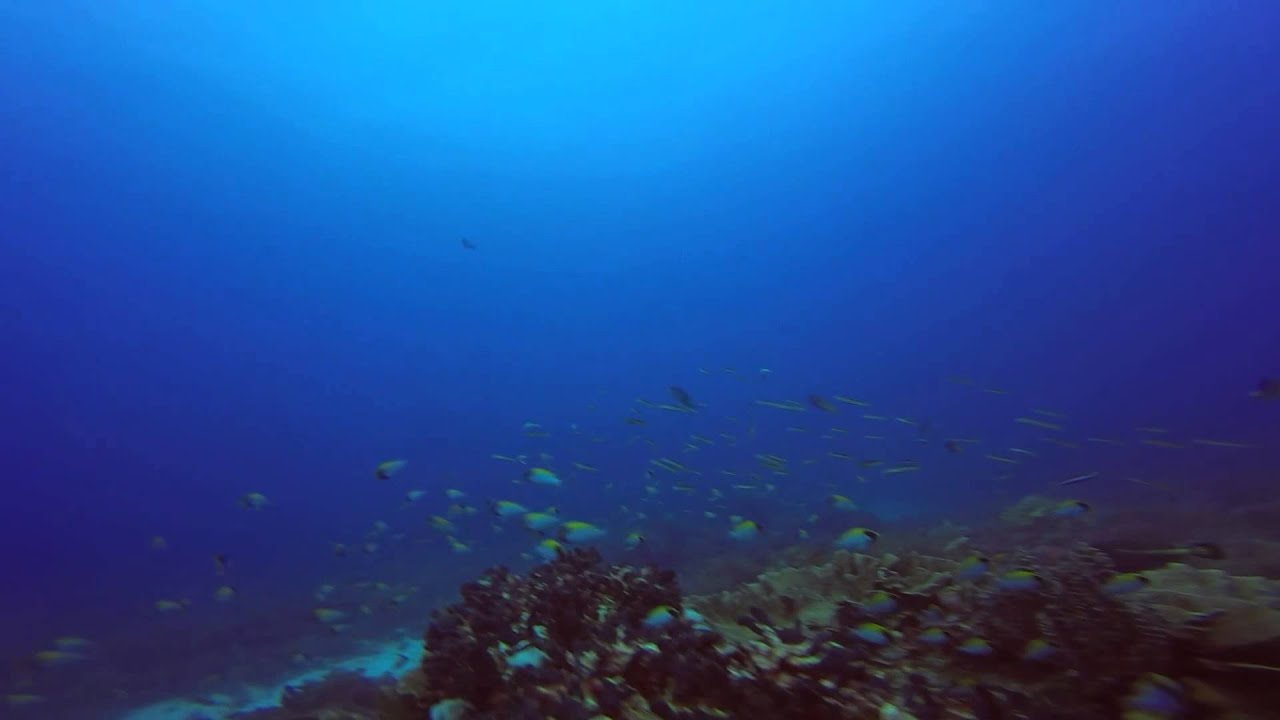 Recherche Achipelago (Esperance) dive - YouTube