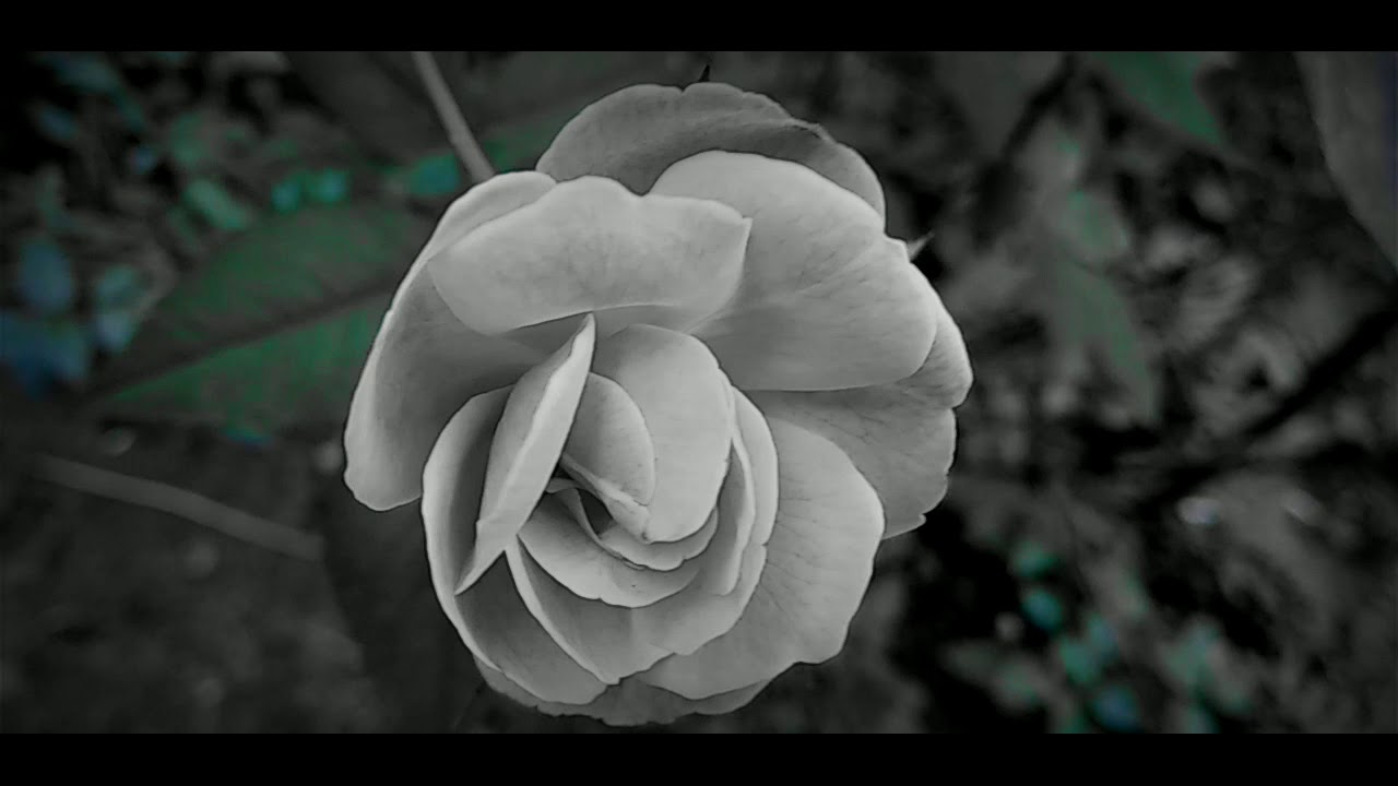 Rose 🌹 - YouTube