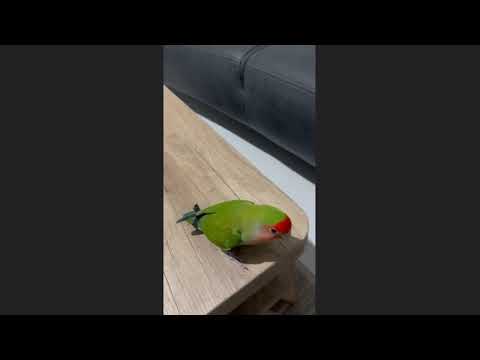 cennet papağanı oyun oynuyor. Kuşunuzu çılgına çevirecek