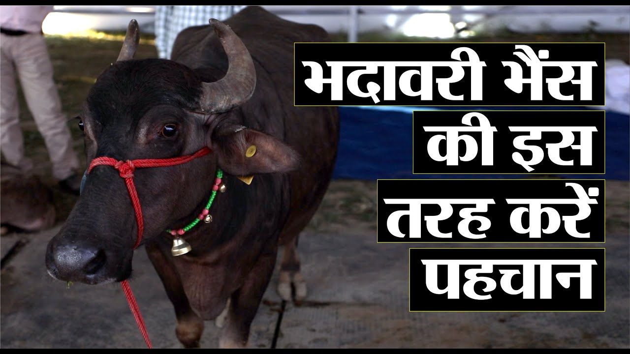 भदावरी भैंस की इस तरह करें पहचान || How to identify Bhadawari buffalo ...