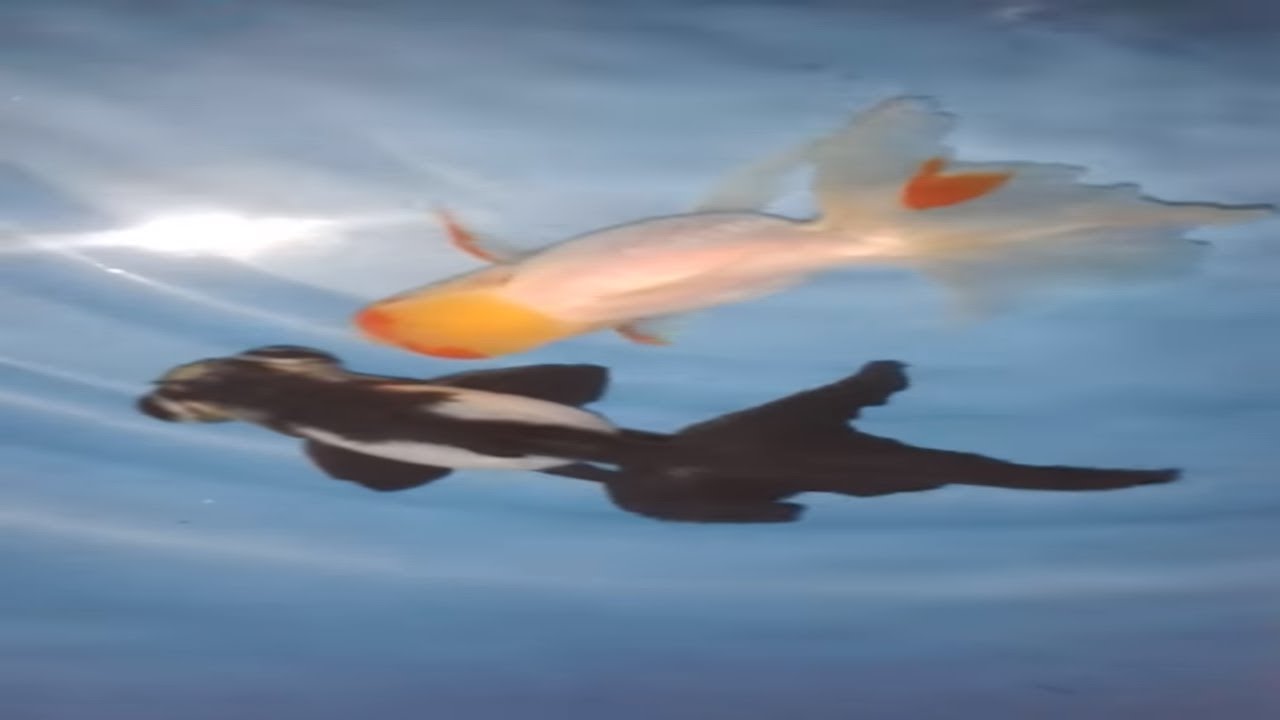 fancy goldfish varieties (male panda moor and female red/white oranda ...