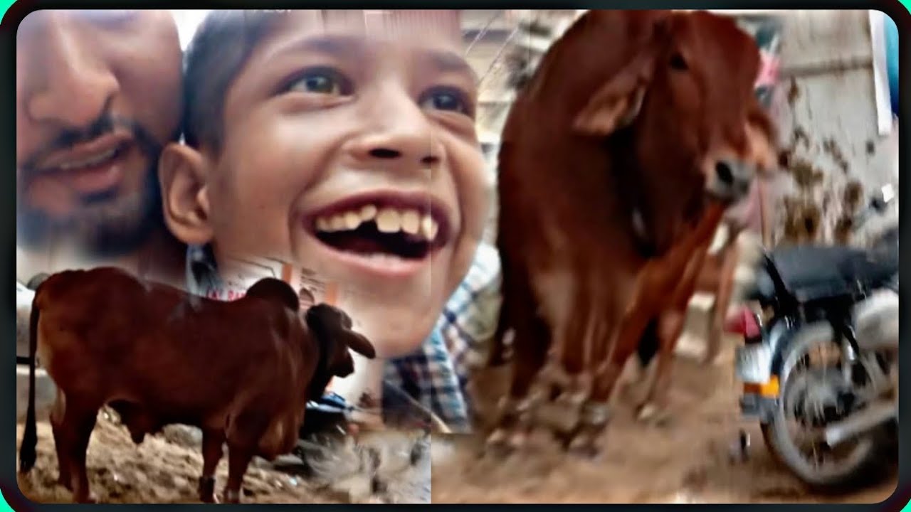 how to cow bachra 2k23 liaqutabad - YouTube