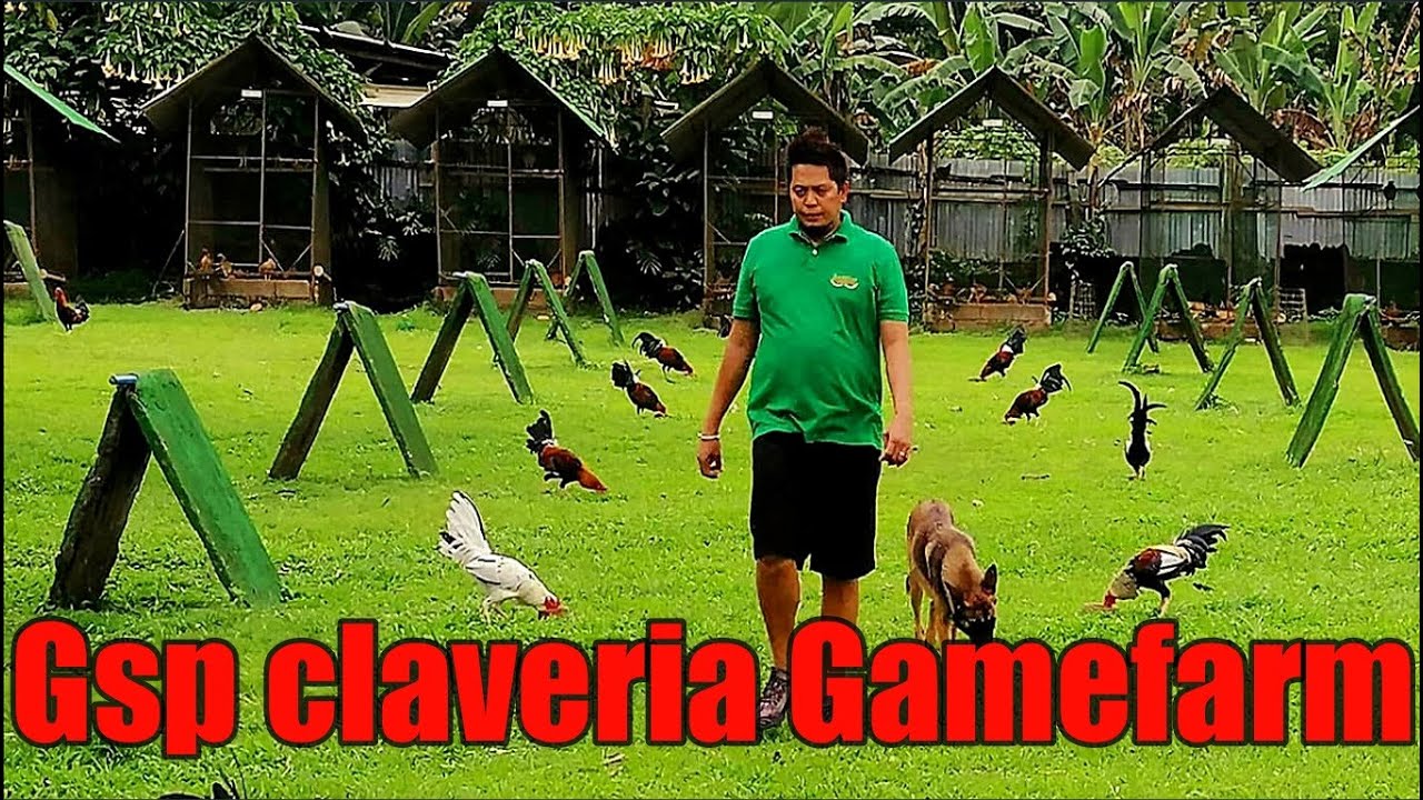 Lets Visit The Farm Of Gsp Claveria Gamefarm - YouTube