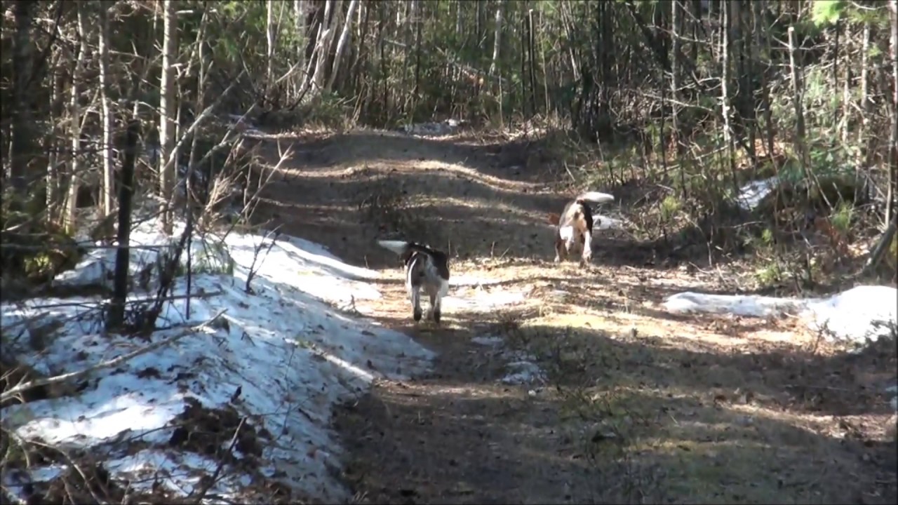 Hare Hunting With Cold Track Kennels 4/11/17 - YouTube