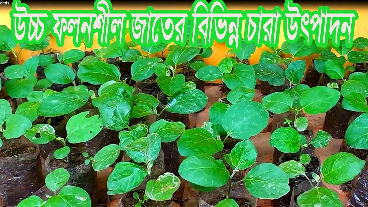 Production of various seedlings of high yielding varieties in Fulgazi ...