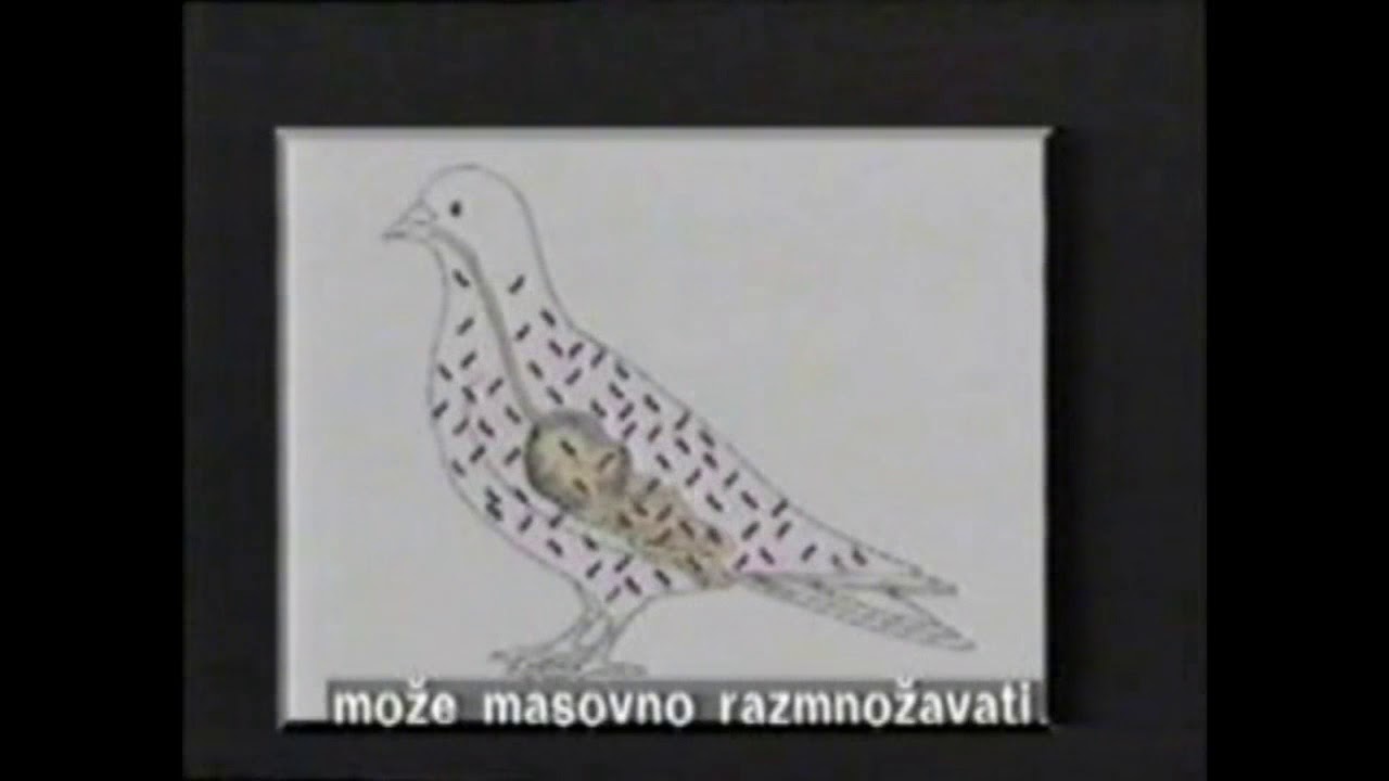 10 Young pigeon diarrhea, Proliv mladih golubova - YouTube
