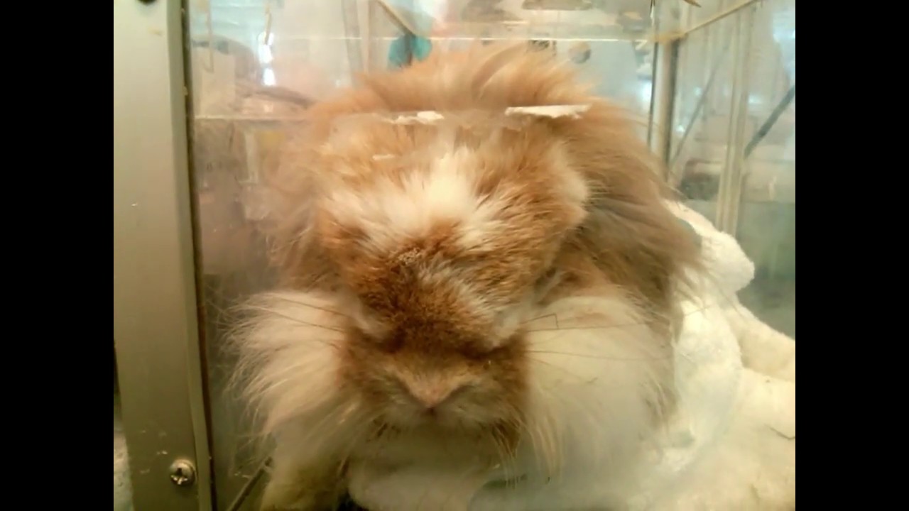 😔😔Say Goodbye to my bunny! | My bunny's Last Day of Her Life ...