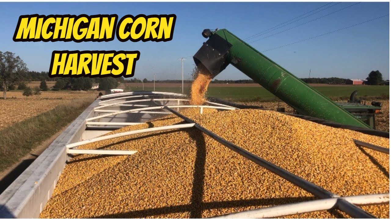Michigan Corn Harvest, the start of 2021 - YouTube
