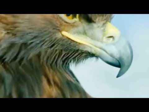 Most Dangerous Eagle Attack in 10 YEARS! - YouTube