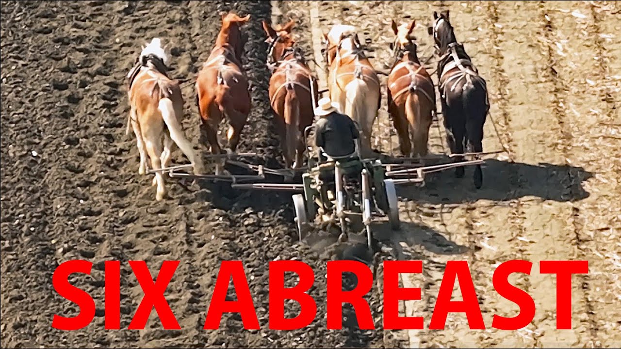 SIX HORSES ABREAST...Spring Plowing with the AMISH in Lancaster County ...