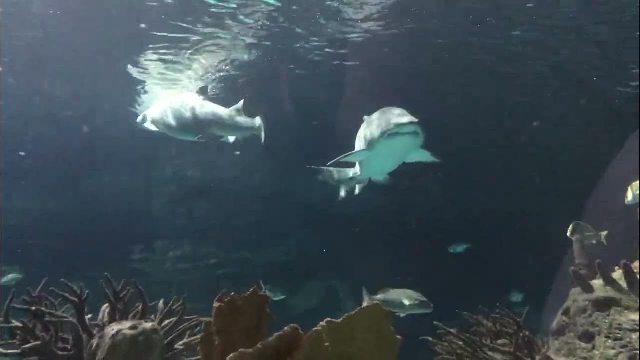 Ripley's Aquarium - YouTube