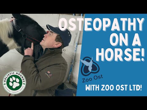 Horse and Dog Osteopathy with Tony Nevin - Zoo Ost Ltd!