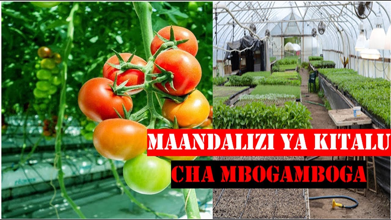 KILIMO CHA MBOGAMBOGA:Jifunze jinsi ya kuandaa kitalu cha miche ya ...