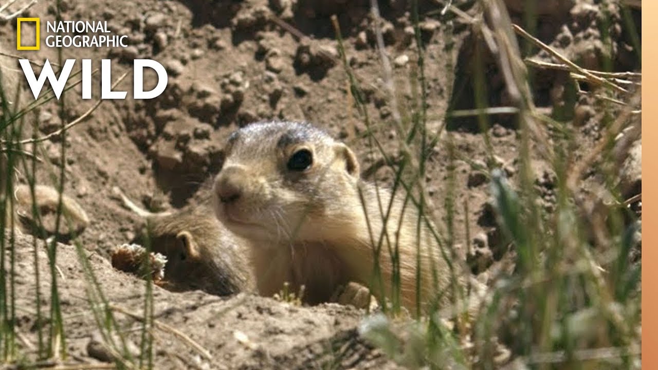 Prairie Dog Pups See Badgers | Prairie Dog Manor - YouTube