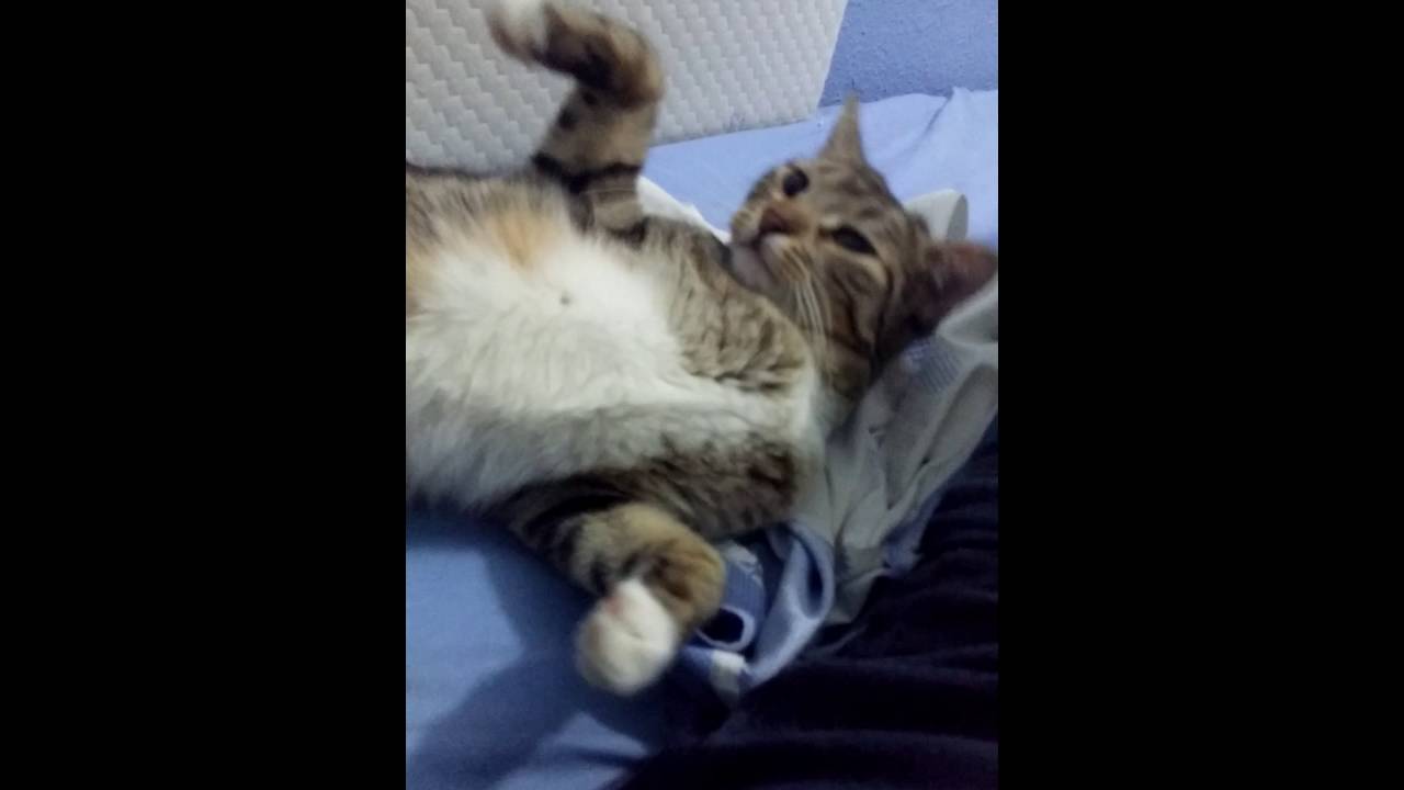 Kitty plays - YouTube