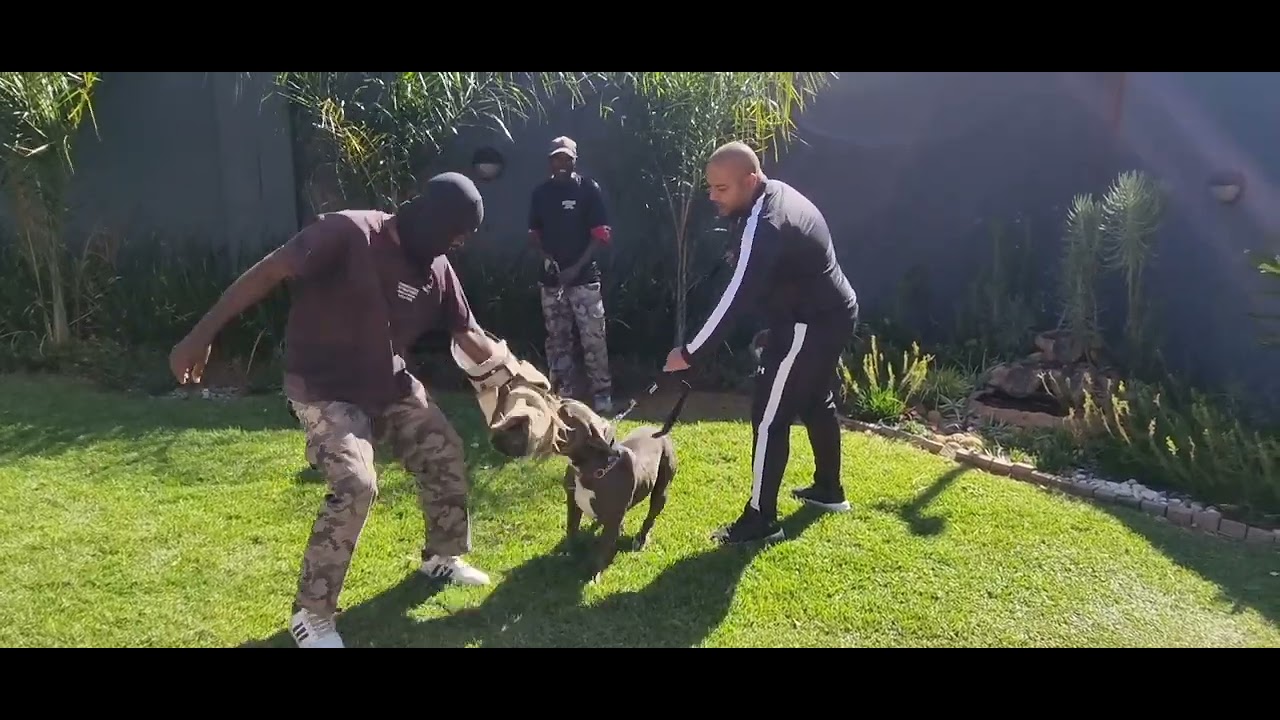 American Bully Attack Training - YouTube
